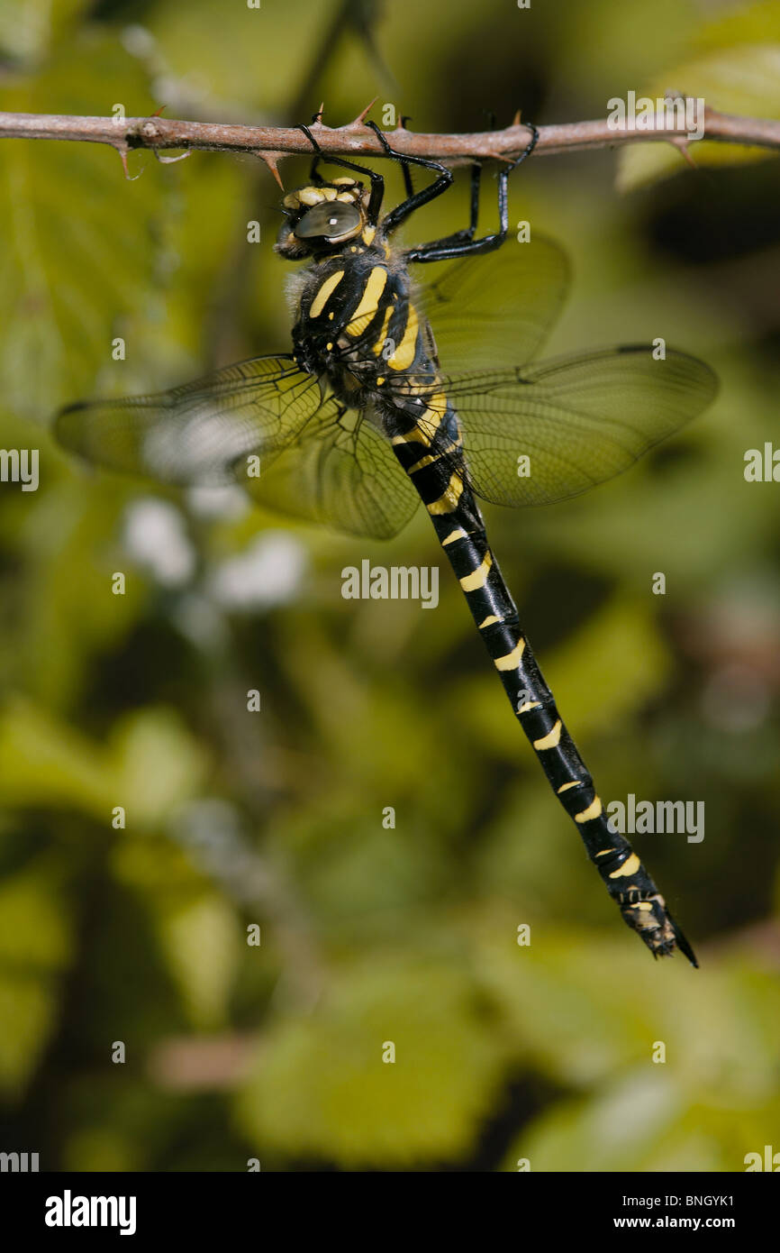 Golden ringed dragonfly uk hi-res stock photography and images - Alamy