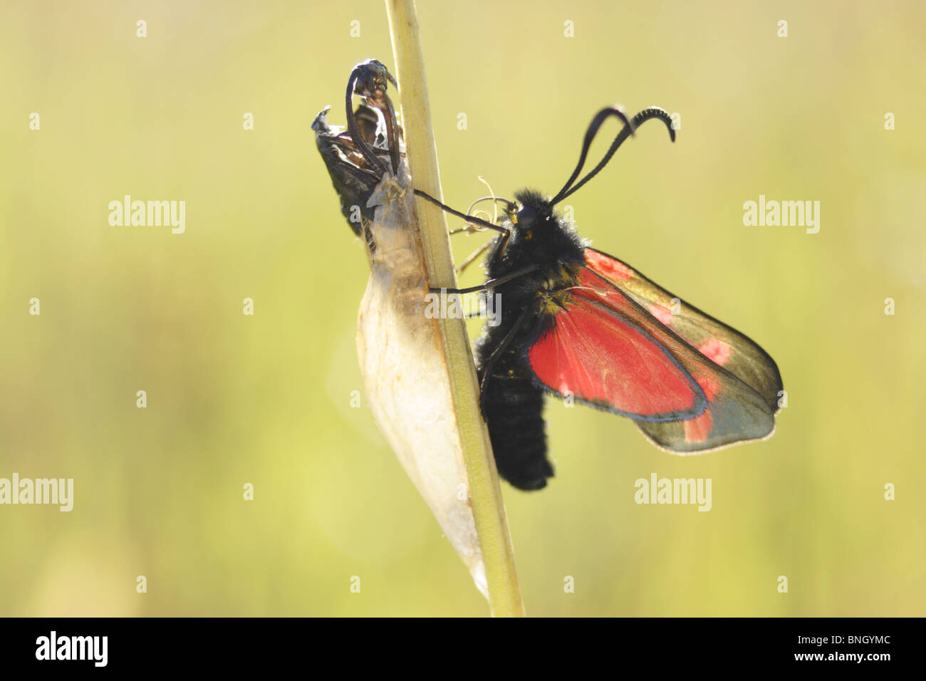 Six spot Burnet Moth, newly emerged from chrysalis, Summer, Yorkshire ...