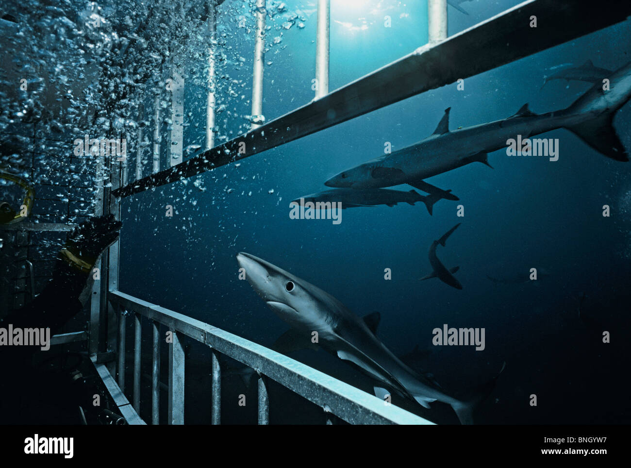 Divers film Blue Sharks (Prionace glauca) approaching metal shark ...