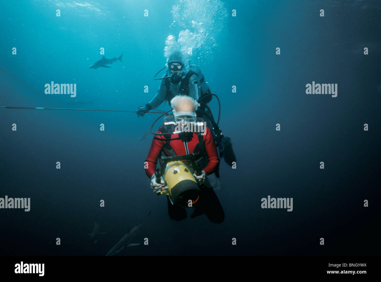 Stan Waterman (cinematographer) while filming Blue Sharks (Prionace ...