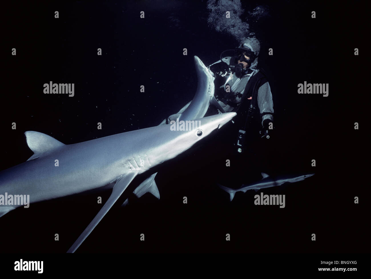 Diver in chain mail suit attacked by Blue Sharks (Prionace glauca ...