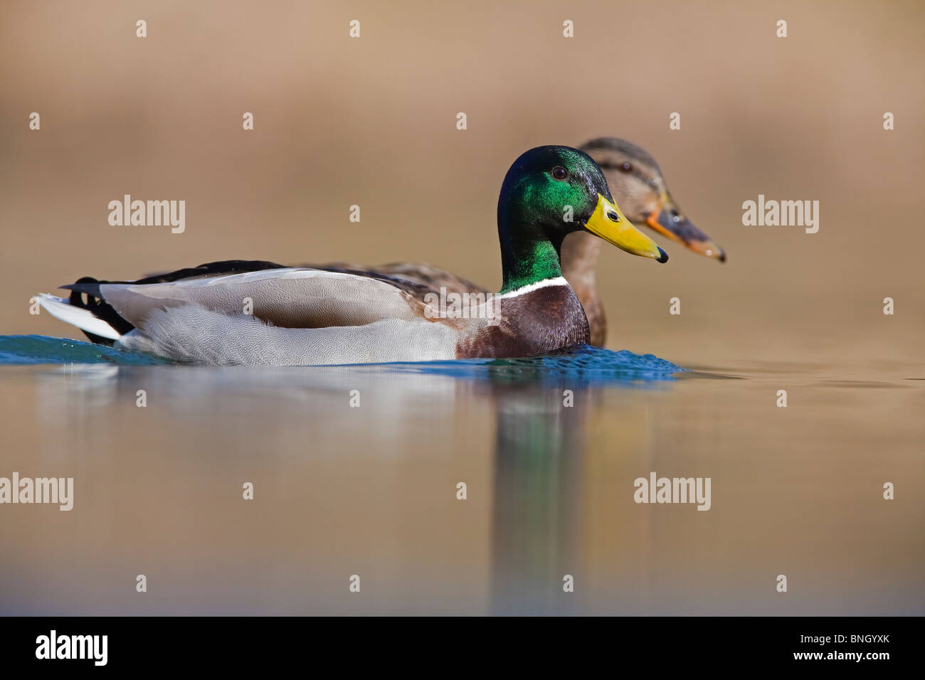 Mallard bird uk hi-res stock photography and images - Alamy