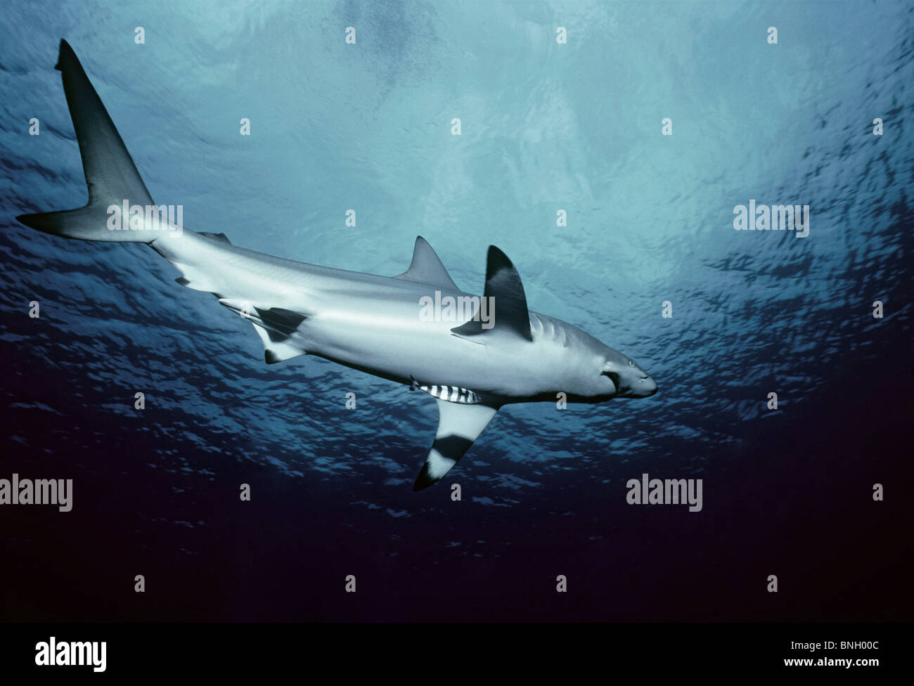 Pilot fish hi-res stock photography and images - Alamy