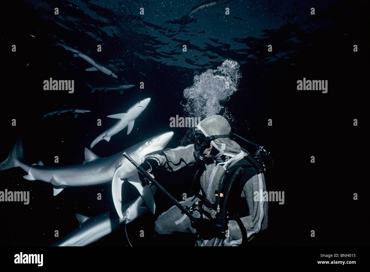 Blue Shark (Prionace glauca) biting diver wearing protective chain mail ...