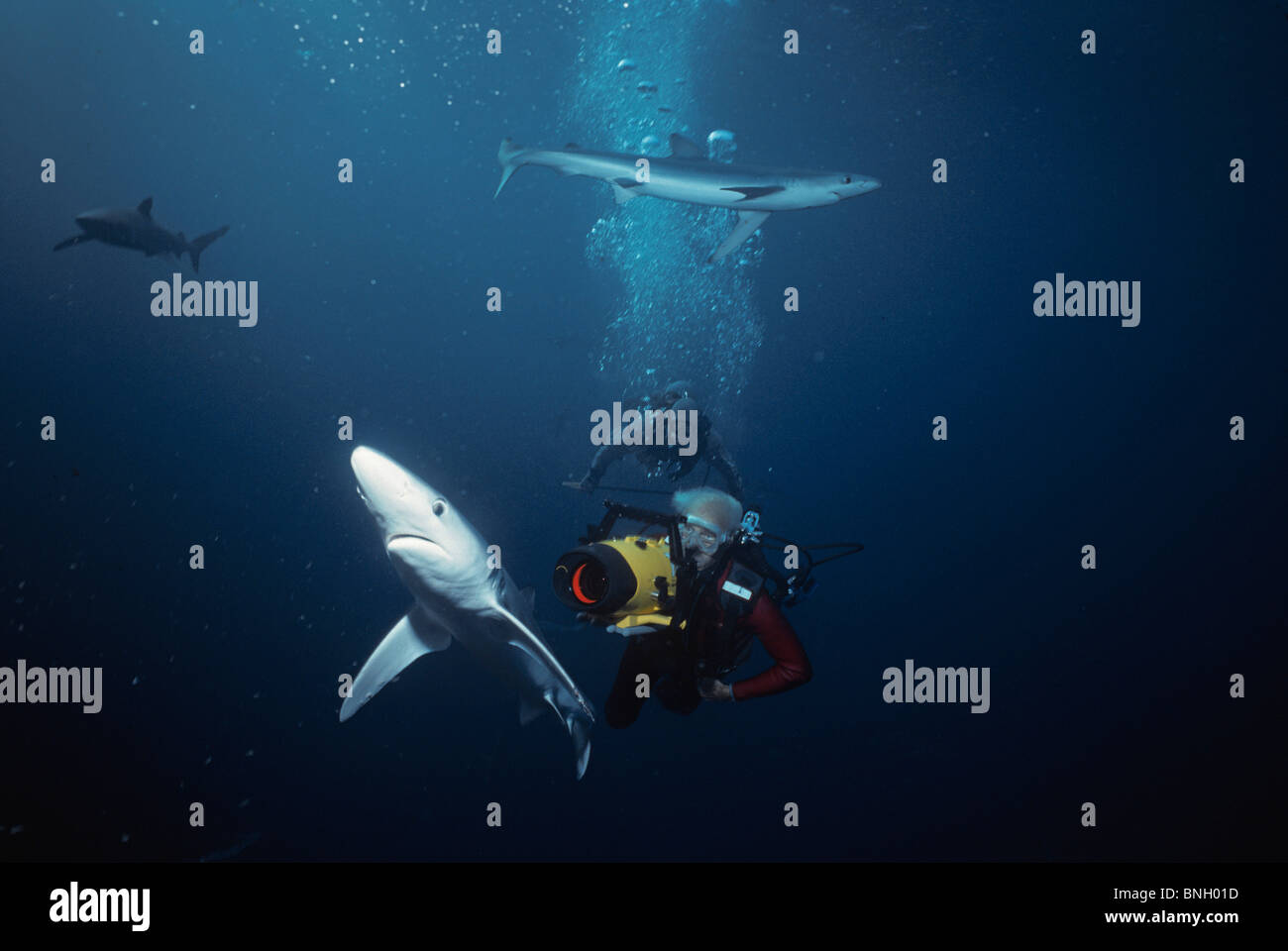 Filmmaker Stan Waterman films Blue Sharks (Prionace glauca), California ...