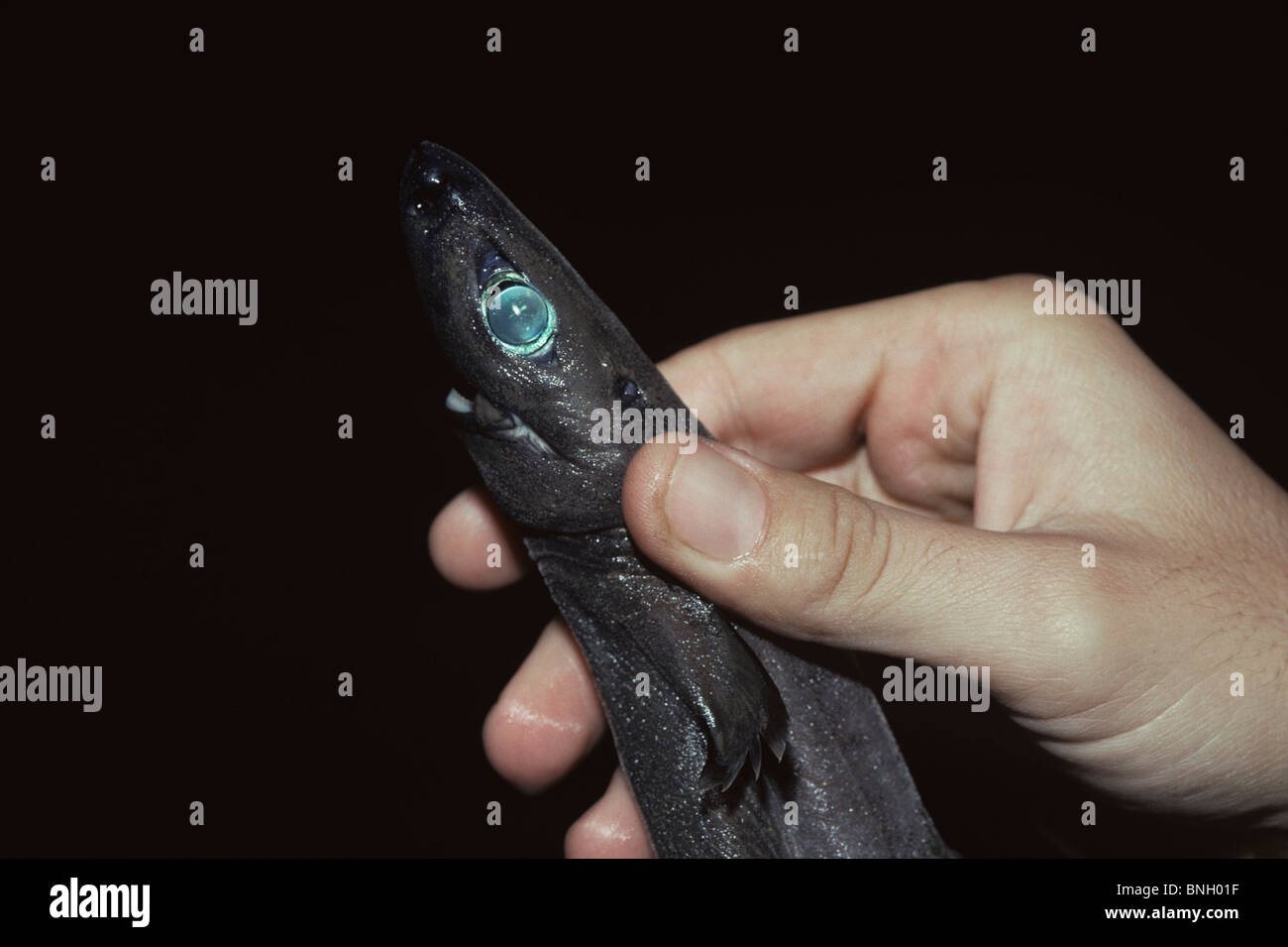 Scientist holding Spined Pygmy Shark (Squaliolus laticaudus), Israel ...