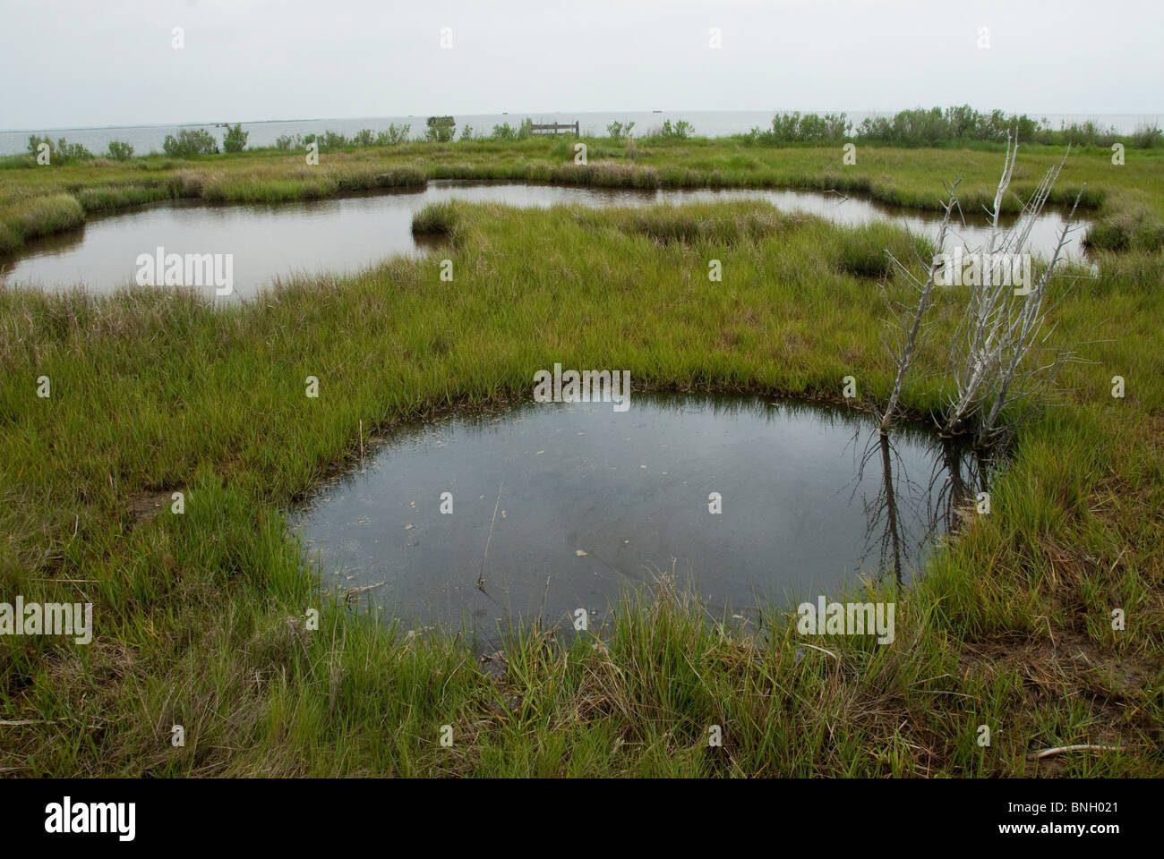 Fox Island marsh Stock Photo - Alamy