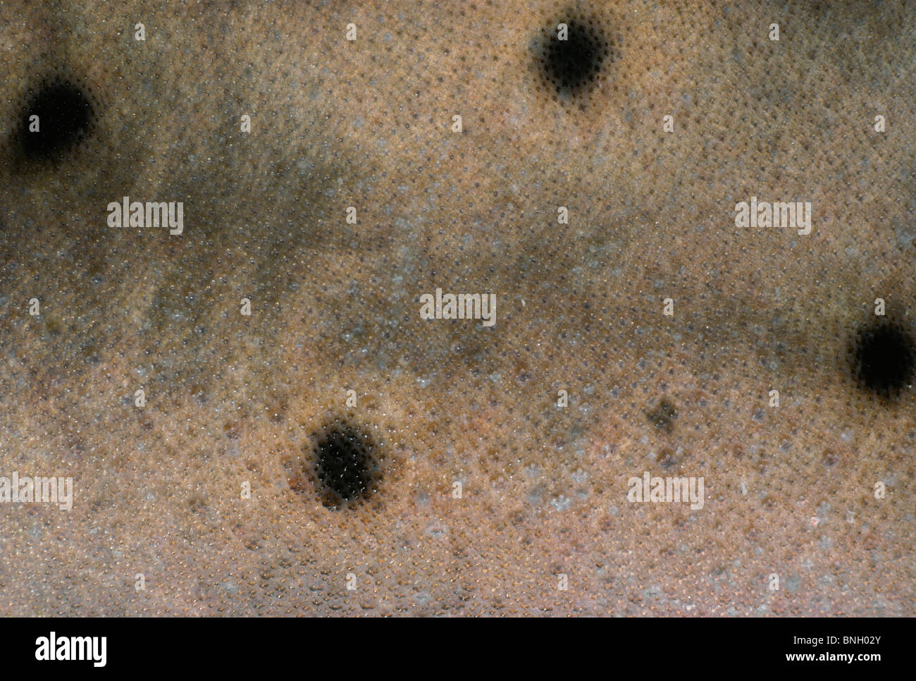 Shark Skin Macro