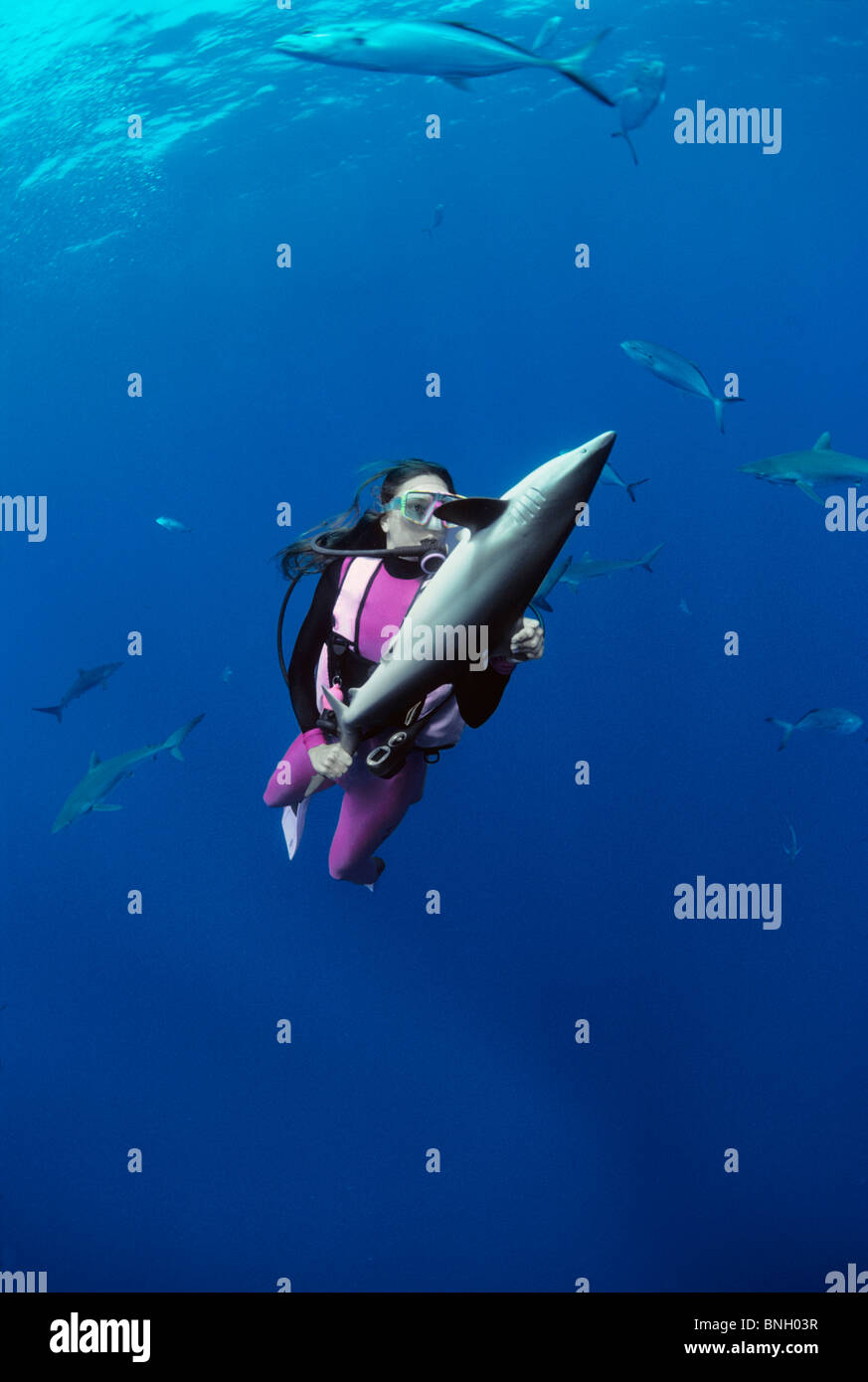 Diver holds Silky Shark (Carcharhinus falciformis) in tonic immobility ...
