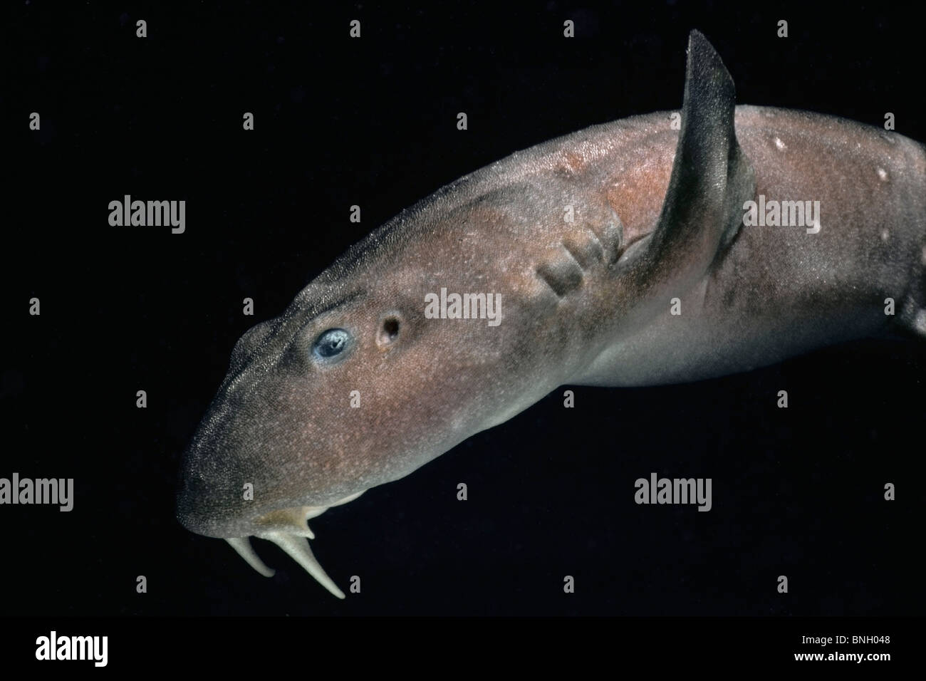 Blind Shark (Brachaelurus waddi), Australia - Indian Ocean Stock Photo ...