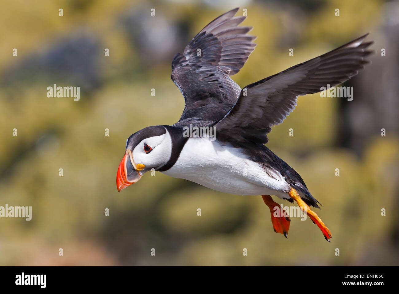 Puffin England High Resolution Stock Photography and Images - Alamy