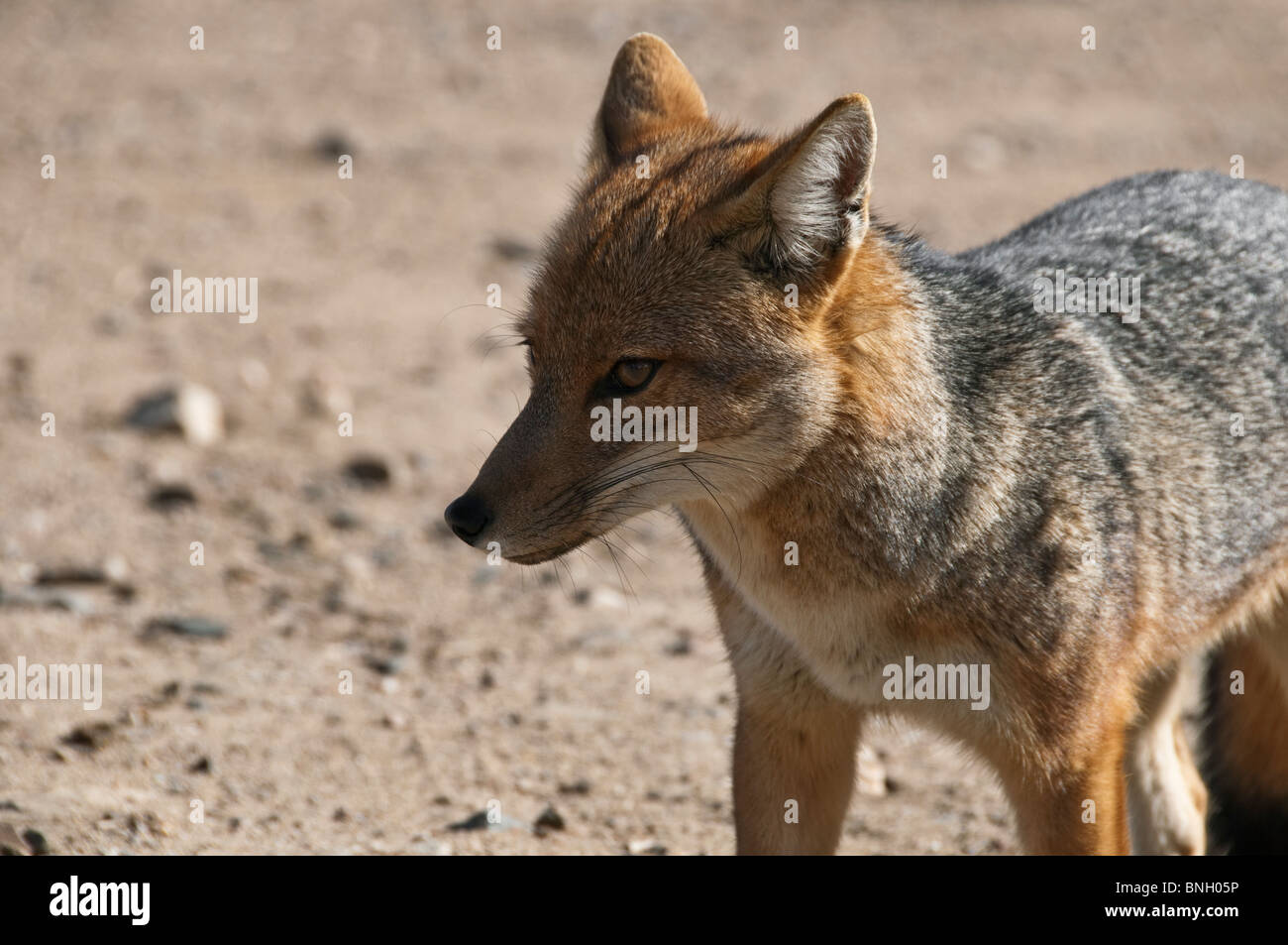 Desert Fox, Atacama, Chile Stock Photo - Alamy