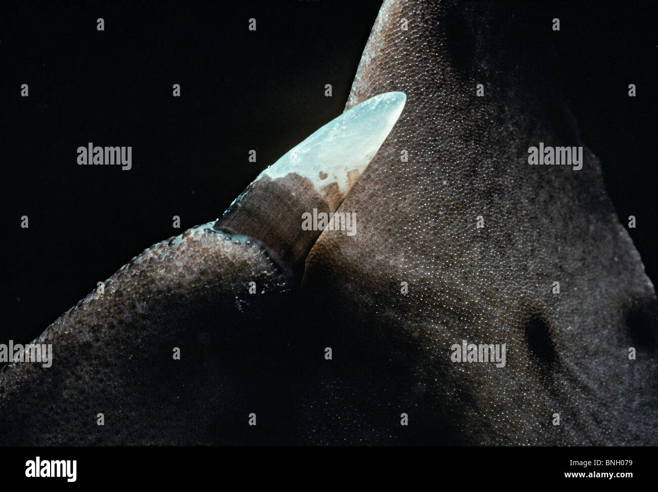 Dorsal fin with horn spine - California Hornshark (Heterodontus ...