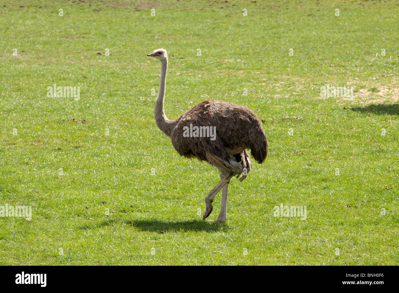 Emu legs hi-res stock photography and images - Alamy