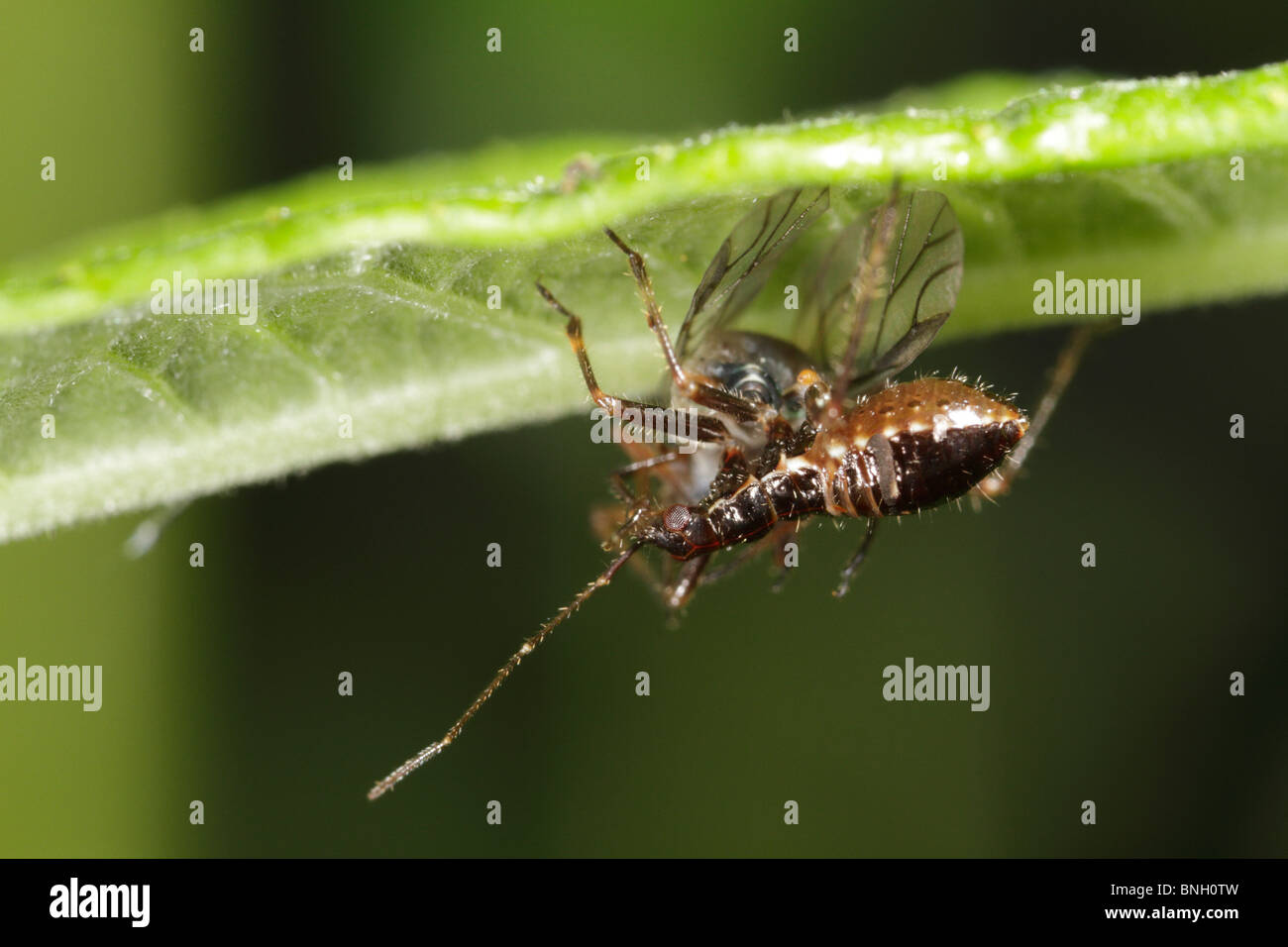 Himacerus apterus, the Tree Damsel Bug. This is a bug that feeds on ...
