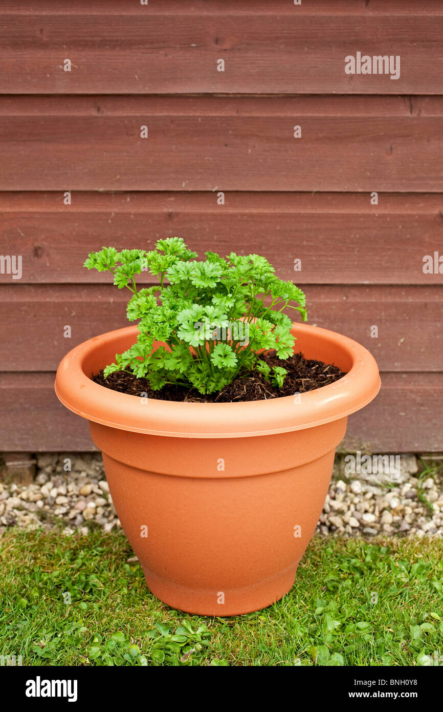 A potted curled parsley plant Stock Photo - Alamy
