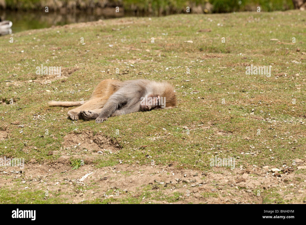 Sleeping Hamadryas Baboon Stock Photo - Alamy