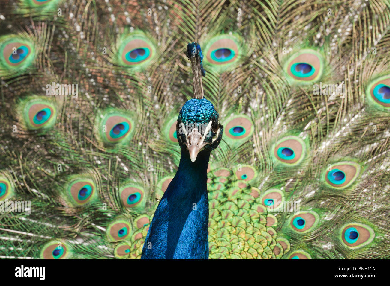 Preening Peacock High Resolution Stock Photography and Images - Alamy