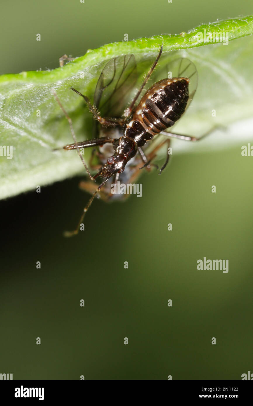 Himacerus apterus hi-res stock photography and images - Alamy