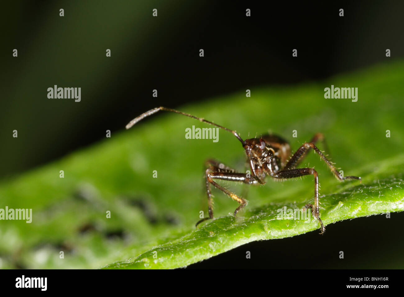 Himacerus apterus, the Tree Damsel Bug. This is a bug that feeds on ...