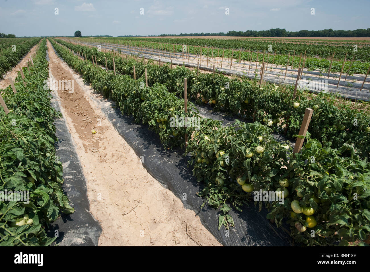 Vegetable field hi-res stock photography and images - Alamy