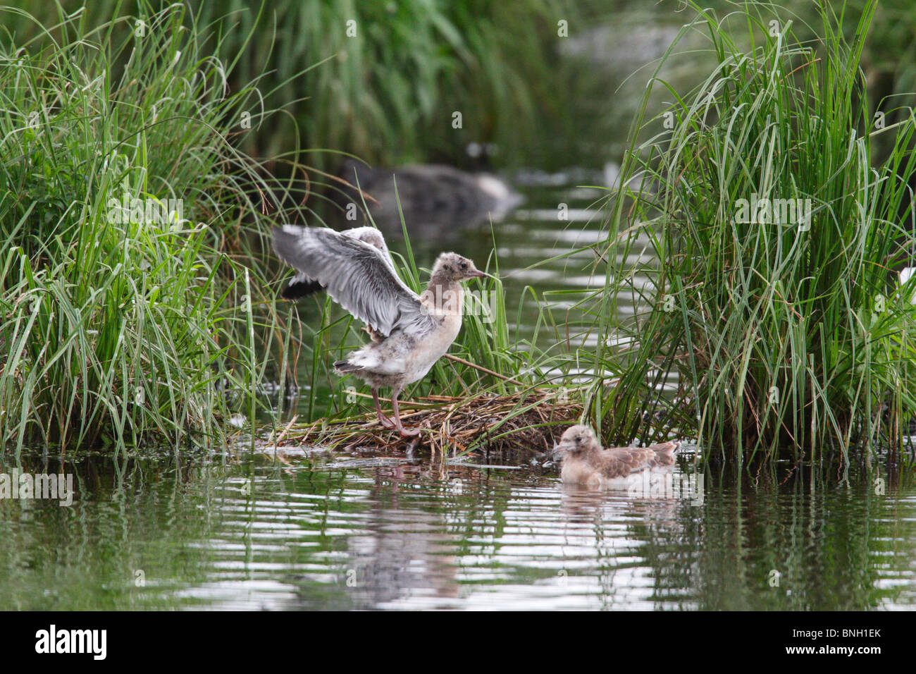 Black-headed Gull (Chroicocephalus ridibundus), fledgling trying to fly ...