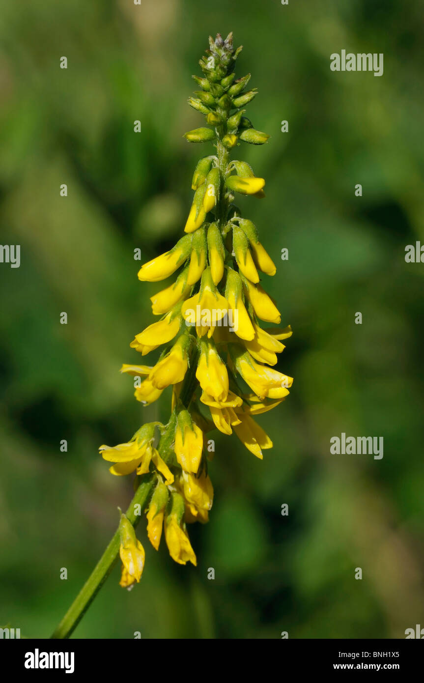 Tall Melilot High Resolution Stock Photography and Images - Alamy