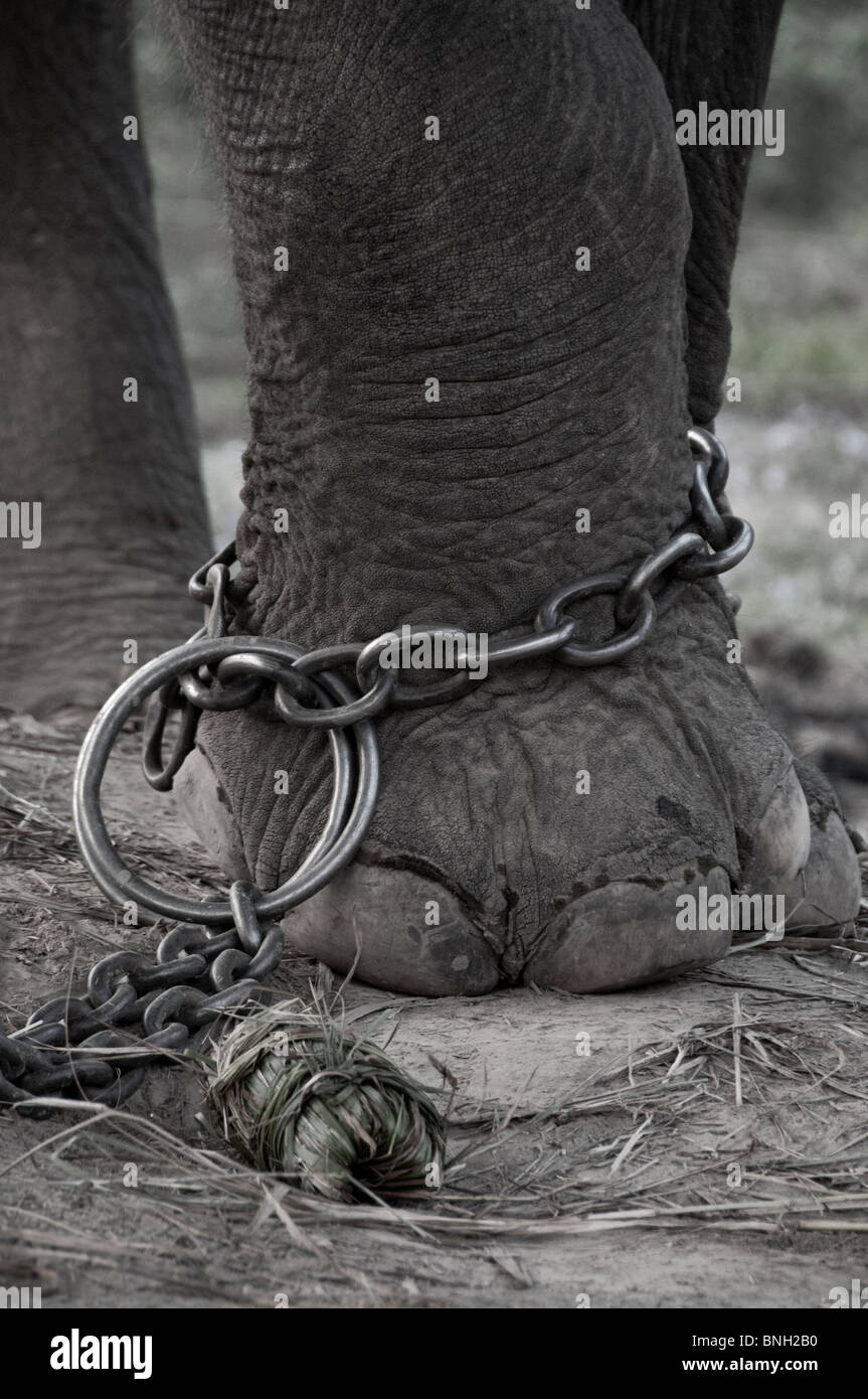 Elephant chained feet in Chitwan National Park, Nepal Stock Photo - Alamy