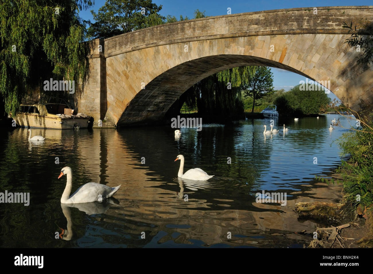Swans on River Thames at Halfpenny Bridge, Lechlade Stock Photo - Alamy
