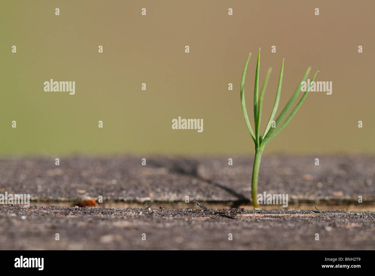Larch seedling plant hi-res stock photography and images - Alamy