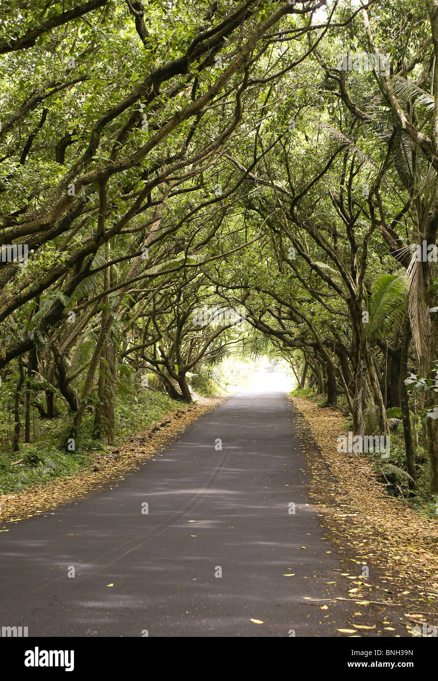 Tree covered pathway Stock Photo - Alamy