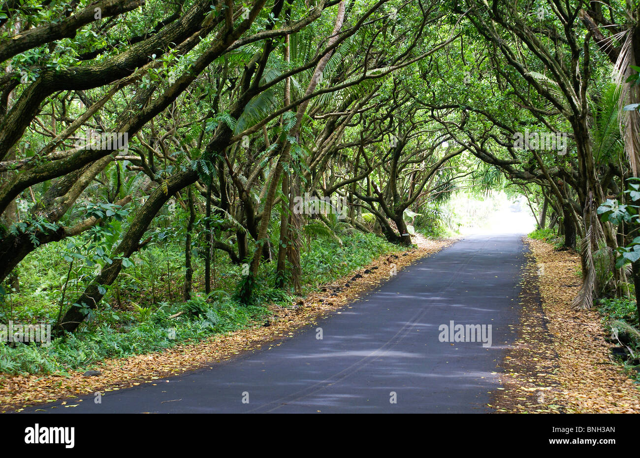 Covered pathway hi-res stock photography and images - Alamy