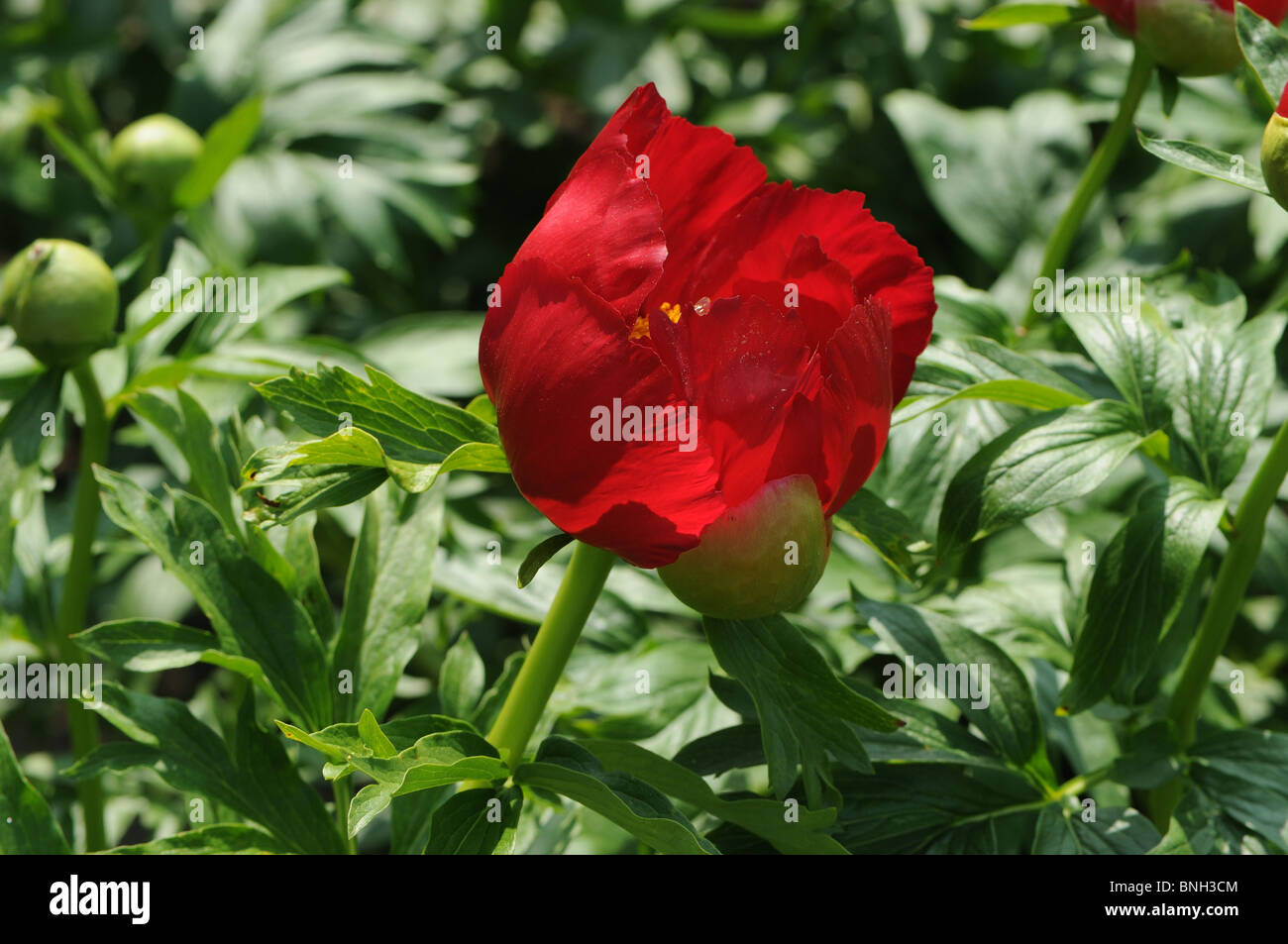 Veitchi hi-res stock photography and images - Alamy