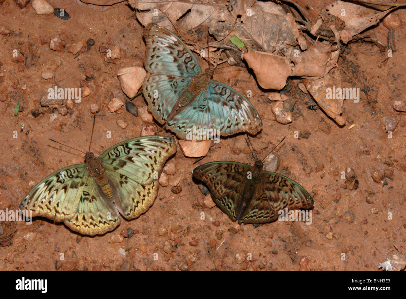 Euryphura chalcis hi-res stock photography and images - Alamy