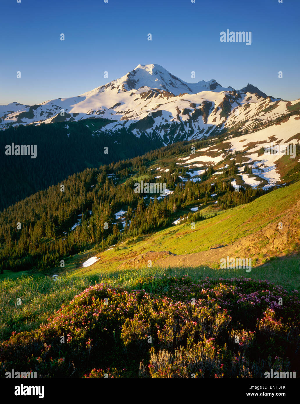 Mount Baker from wildflower meadows of Skyline Divide, Mount Baker ...