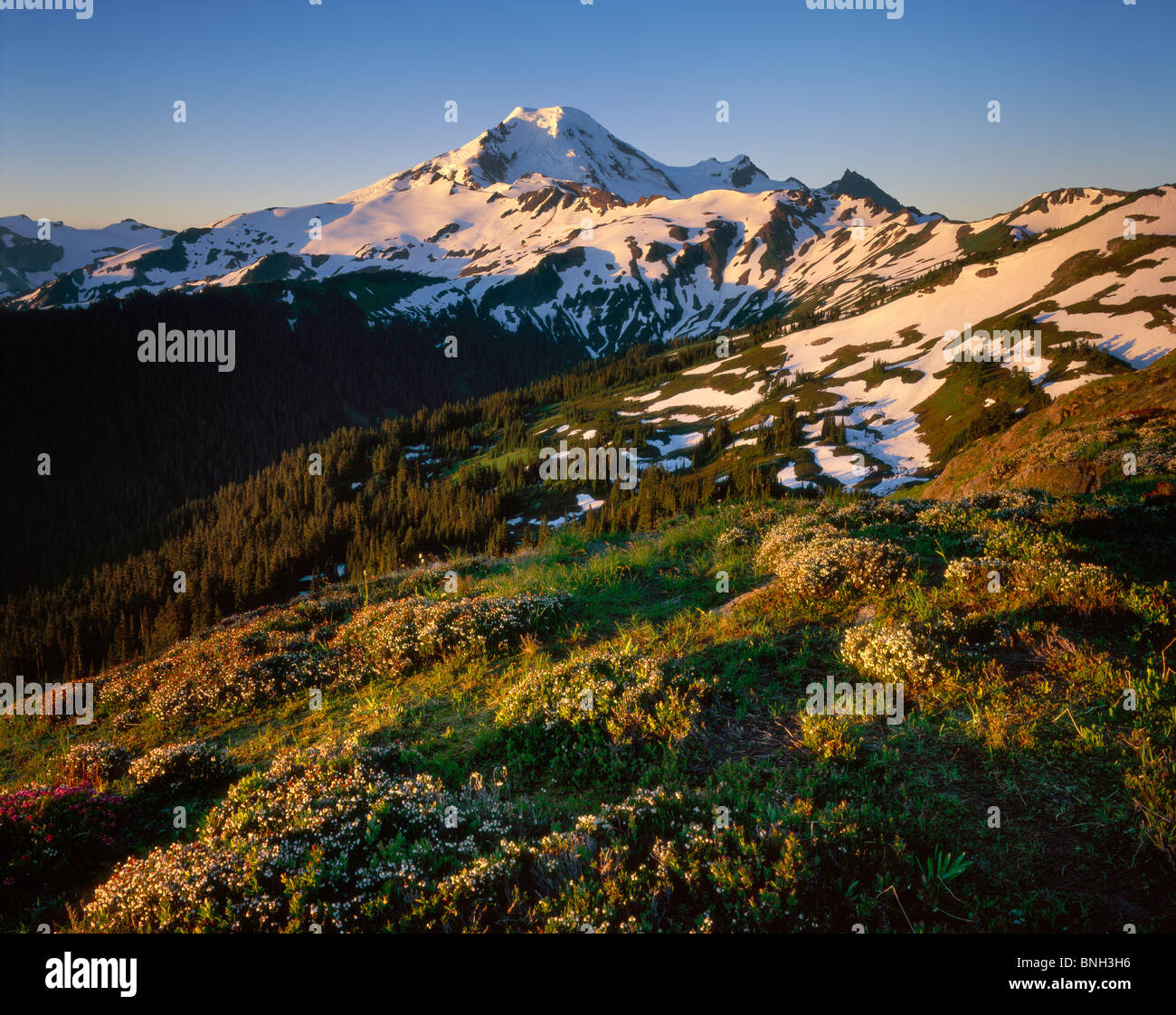 Mount Baker from wildflower meadows of Skyline Divide, Mount Baker Wilderness Washington USA ...