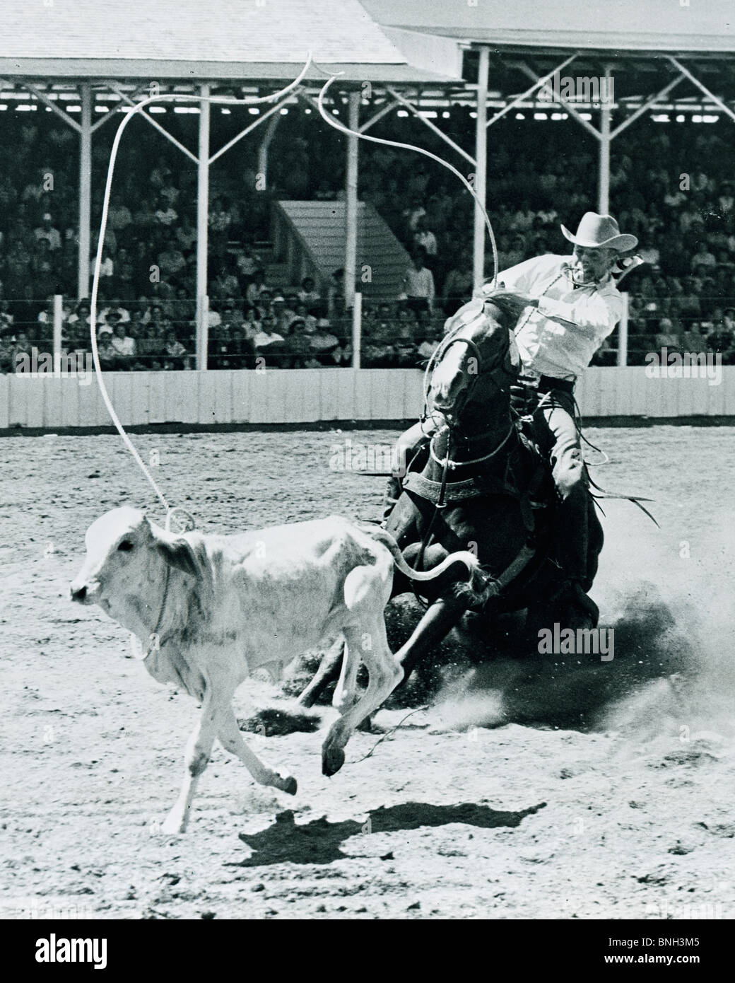 Cowboy lassoing calf in rodeo Stock Photo - Alamy