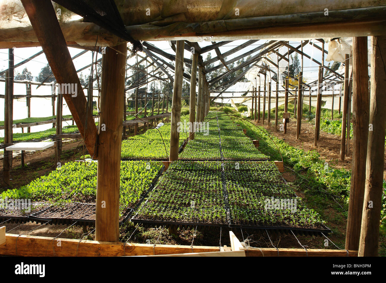 Seedbed Plants Stock Photos & Seedbed Plants Stock Images - Alamy