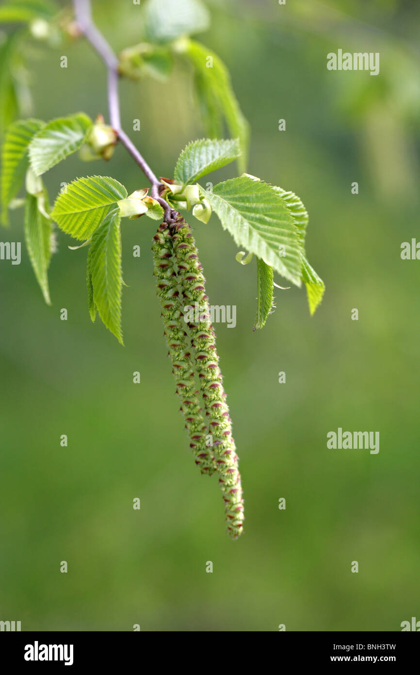 Ironwood trees hi-res stock photography and images - Alamy