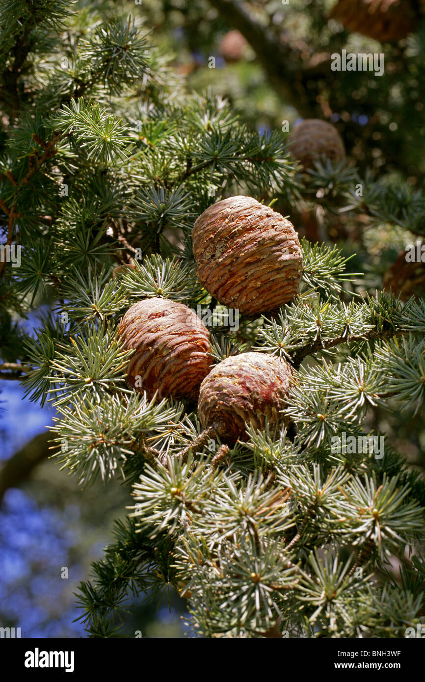 Atlas cedar cone seed hi-res stock photography and images - Alamy