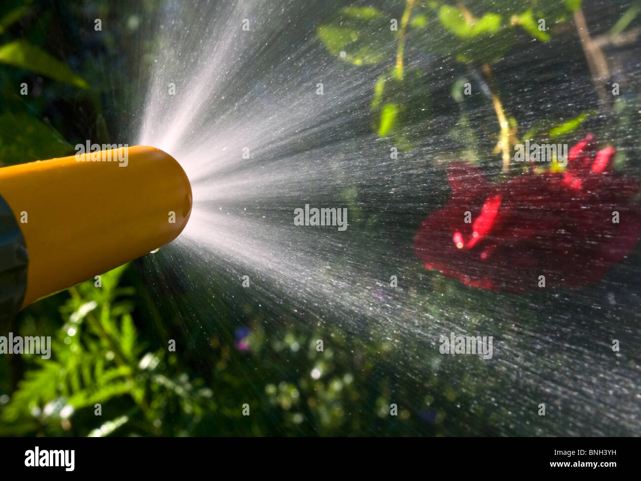 Garden hose watering close; up spray spraying water drops in verdant ...