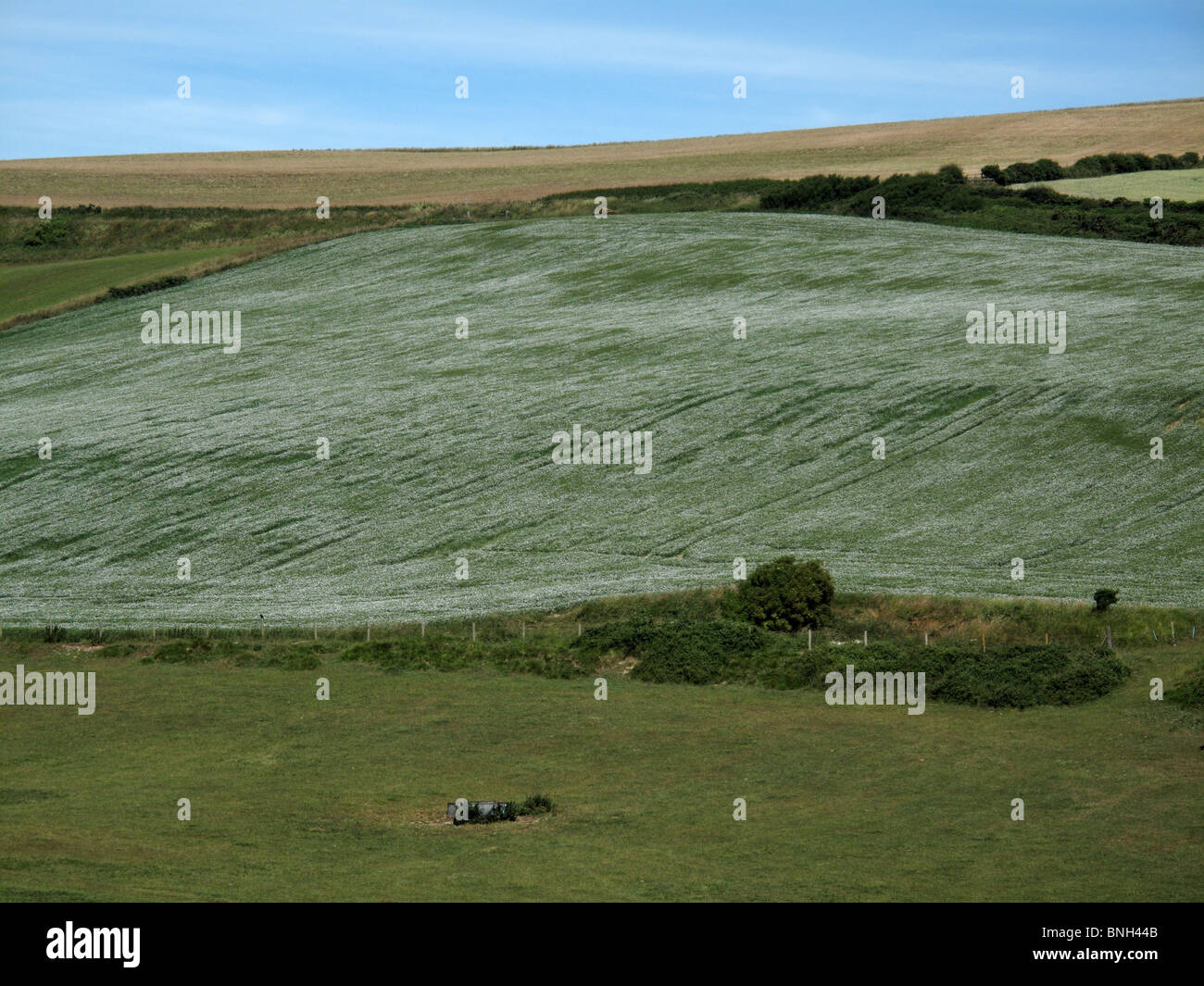 White flax hi-res stock photography and images - Alamy