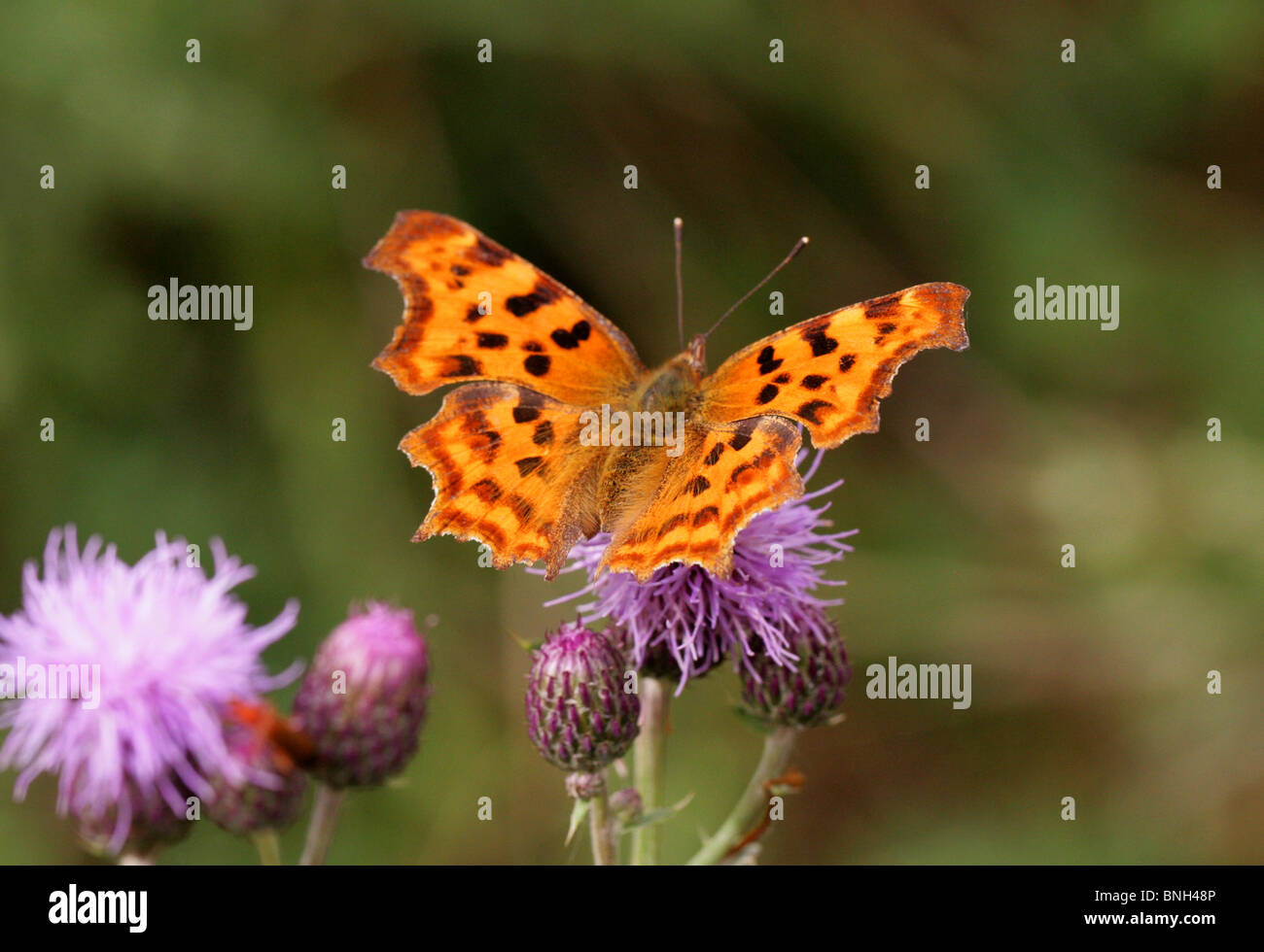Comma Butterfly High Resolution Stock Photography and Images - Alamy