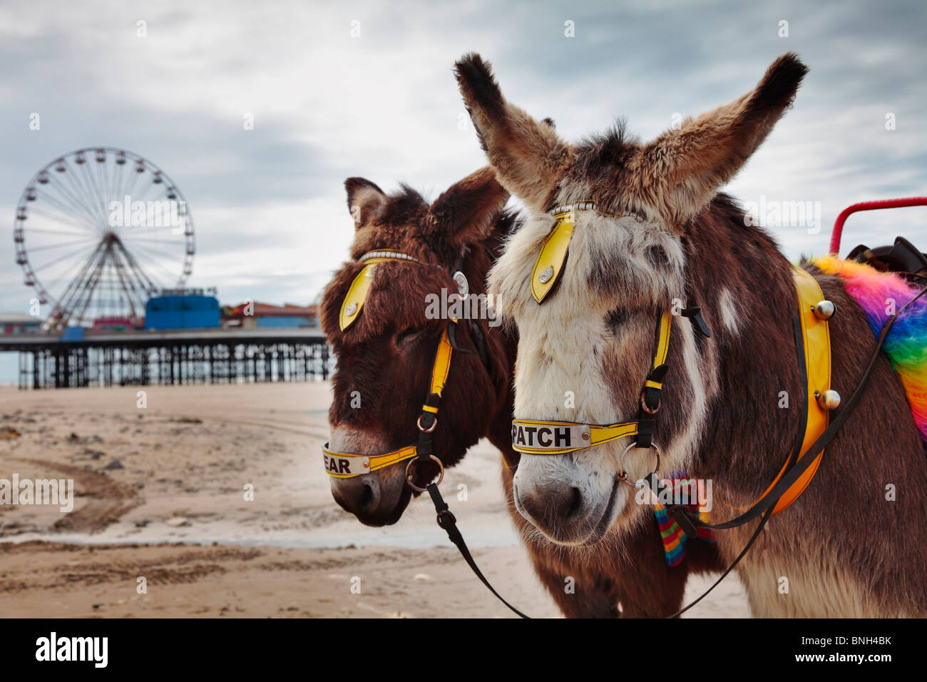 Donkey ride waiting on a beach Stock Photo - Alamy