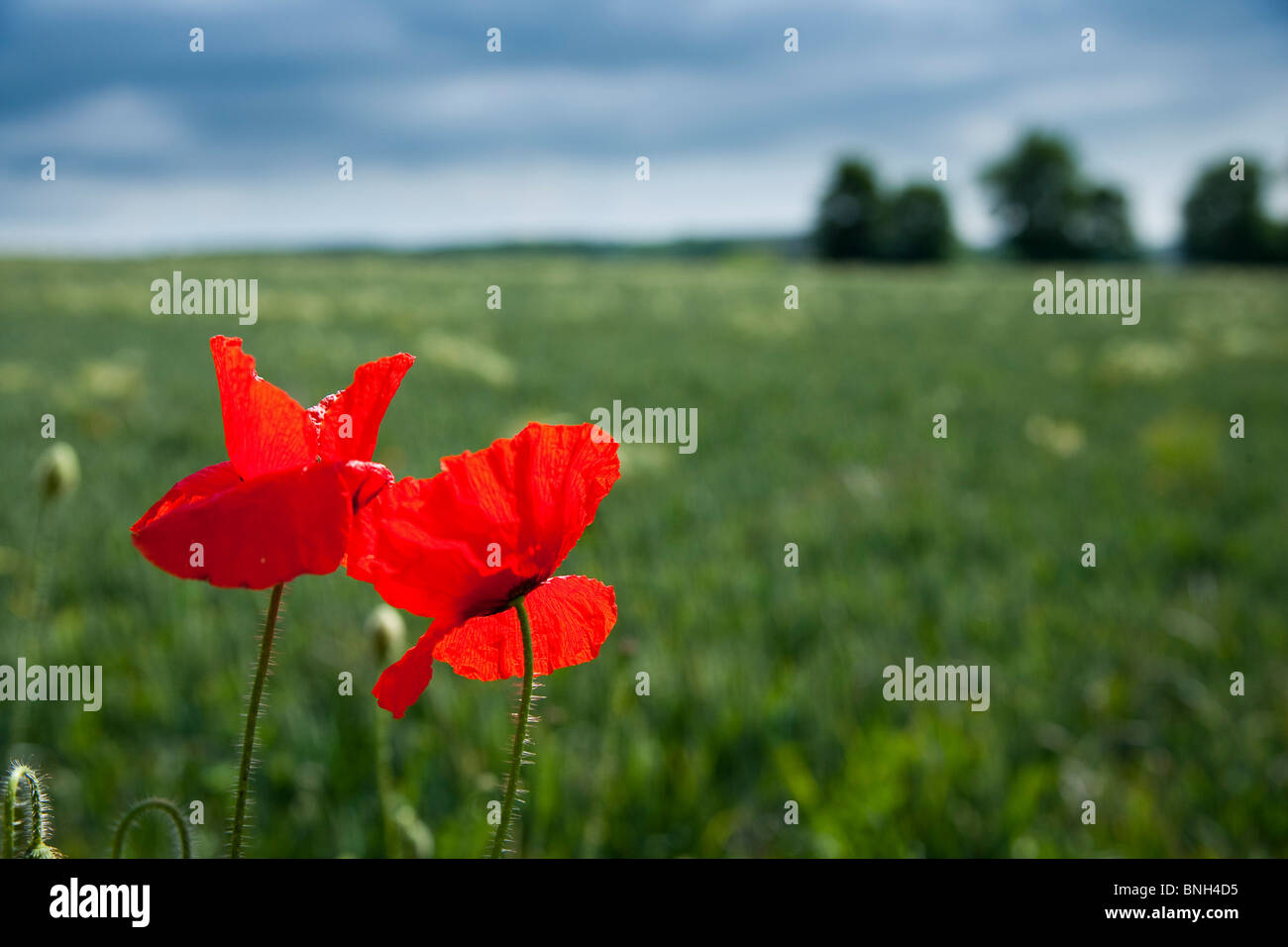 Poppy barbed wire hi-res stock photography and images - Alamy