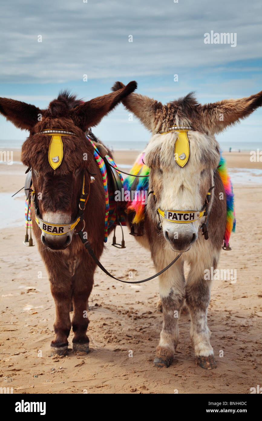 Donkey ride beach hi-res stock photography and images - Alamy