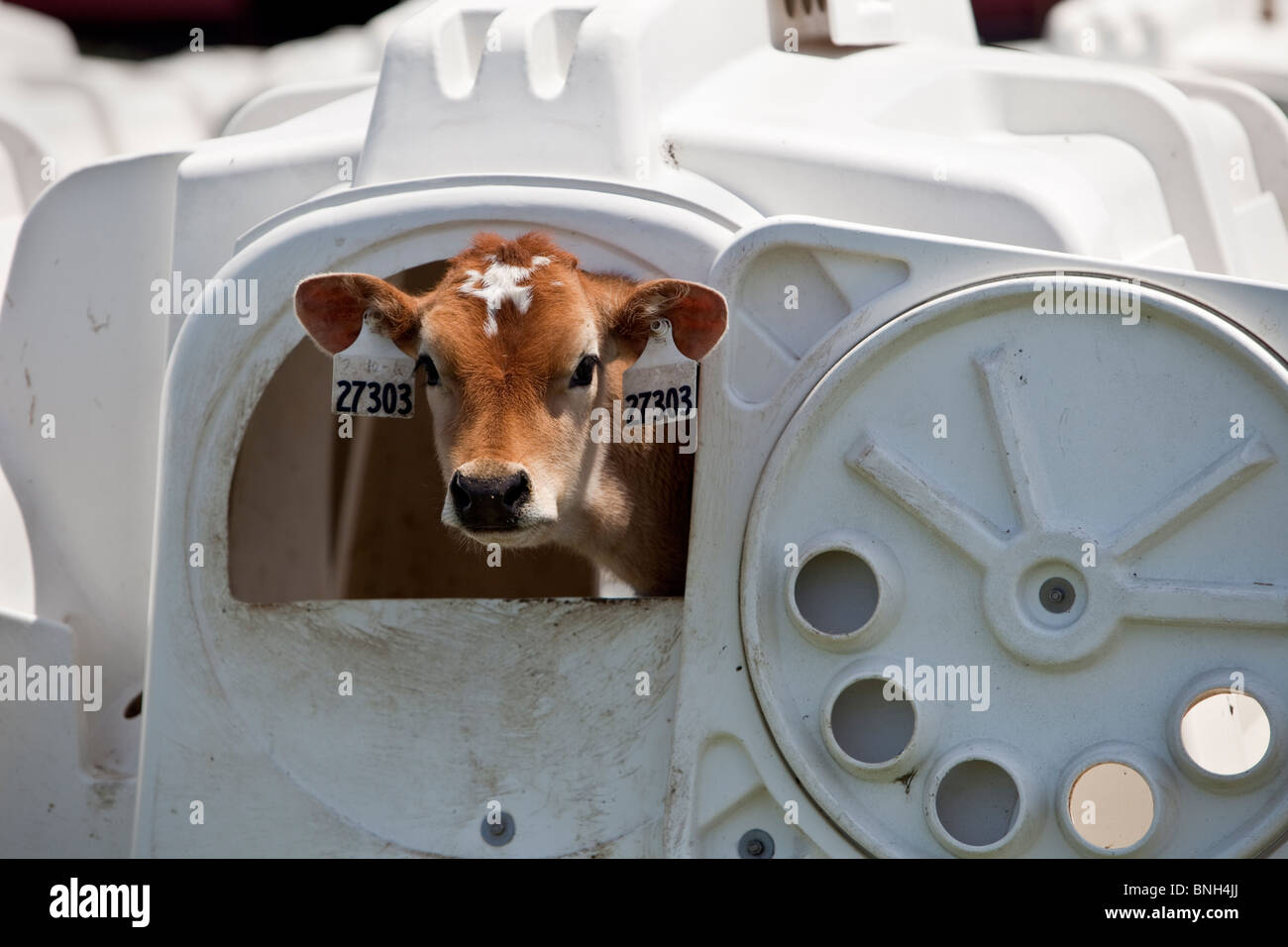 Young calf, weaner housing, Eco Dairy Stock Photo - Alamy