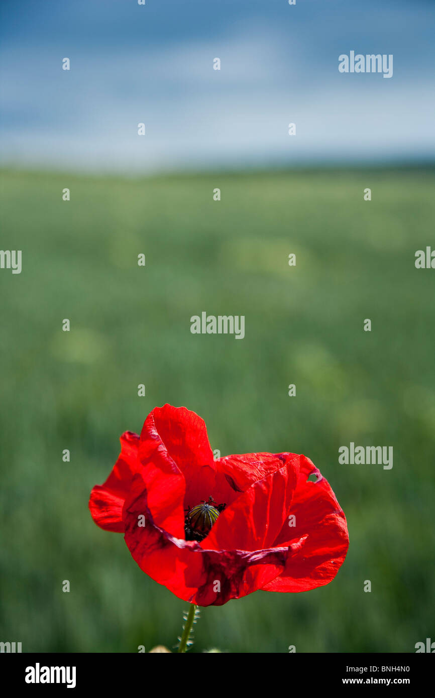 Veteran poppies hi-res stock photography and images - Alamy