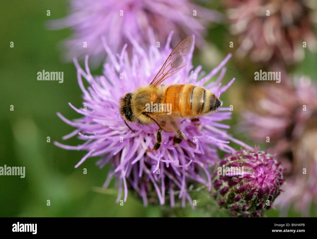 European or Western Honey Bee, Apis mellifera, Apinae, Apidae, Apocrita ...