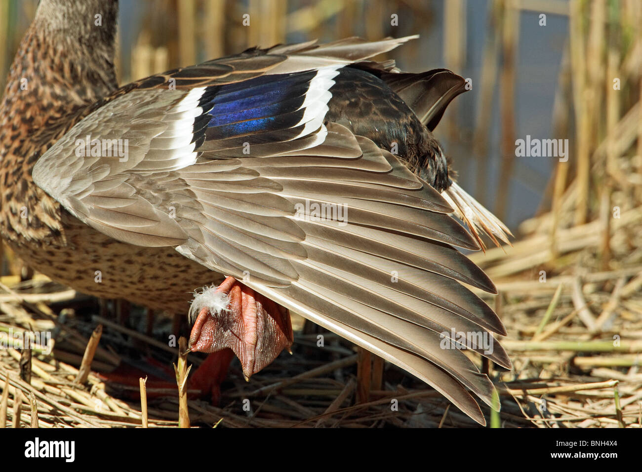 wing detail of mallard duck Stock Photo - Alamy